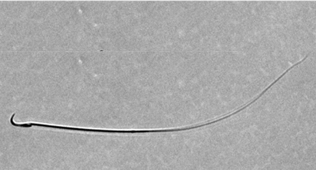 News & Event | Kumamoto University