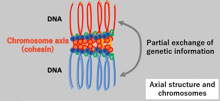 News & Event | Kumamoto University