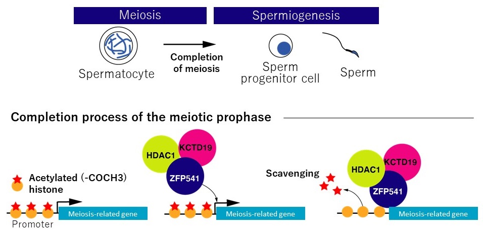 Spermiogenesis Phases Physiology Of Male Gametogenesis | Abdominal Key