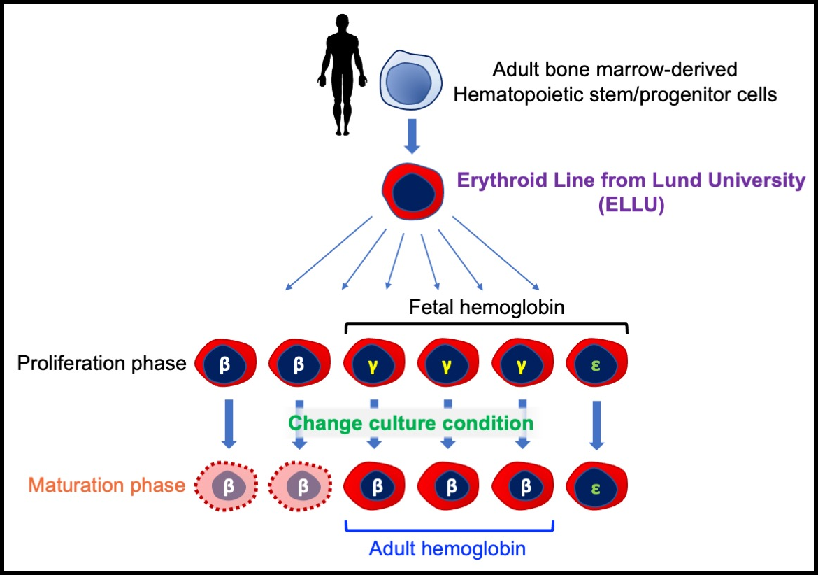 Origin Of Red Blood Cells Red Blood Cells Carry Oxygen To All Body