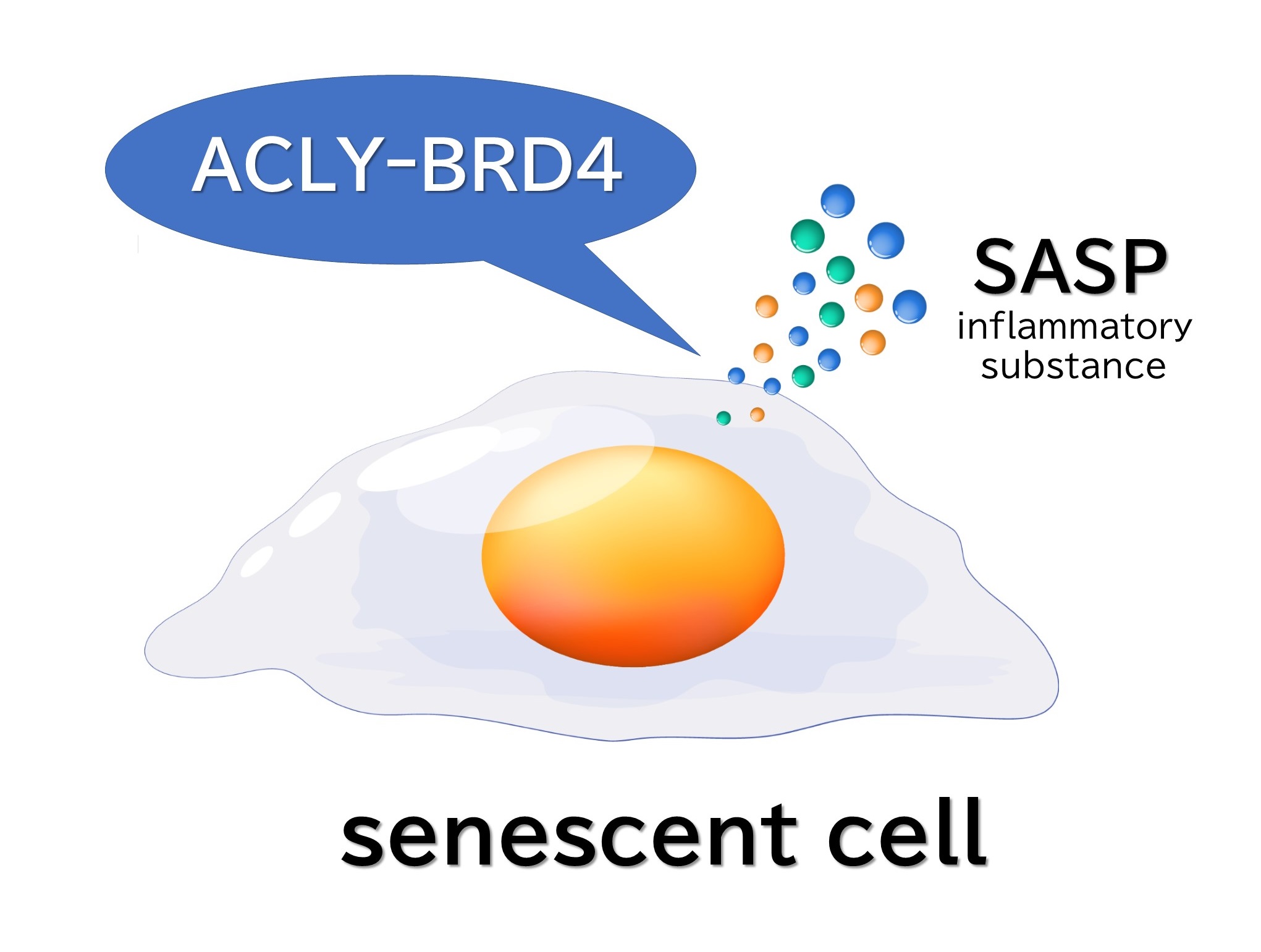 News & Event｜Kumamoto University